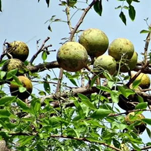 Health Benefits Of Bael Tree | Healthreee