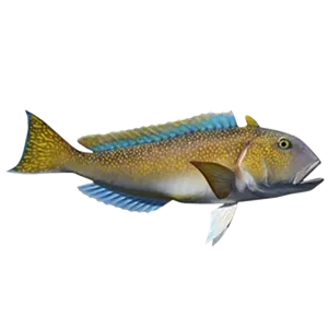 Tile Fish | Healthreee